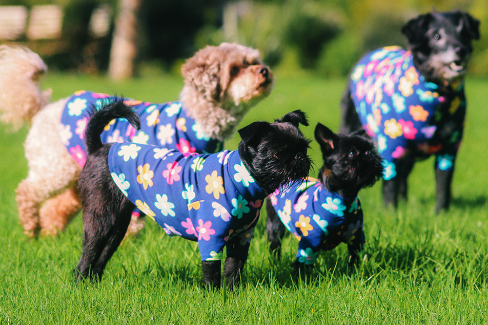 Mr Soft Top Designer Dogwear – Mr Soft Top Dogwear