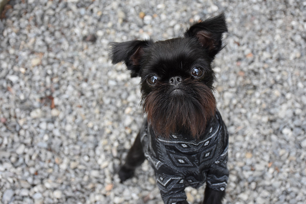 Mr Soft Top Designer Dogwear – Mr Soft Top Dogwear
