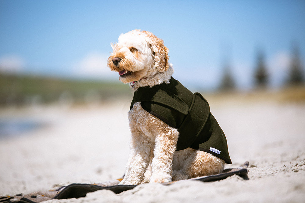 Mr Soft Top Designer Dogwear – Mr Soft Top Dogwear