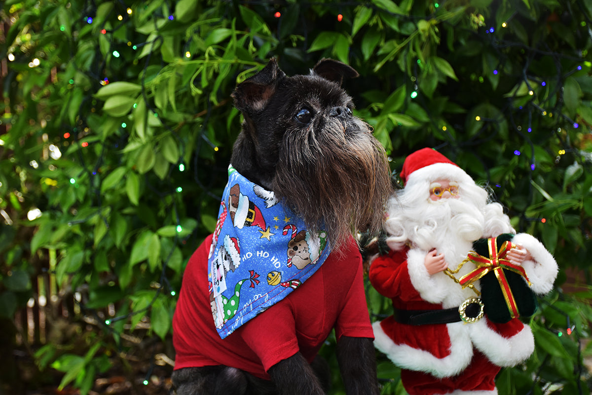 Mr Soft Top Designer Dogwear – Mr Soft Top Dogwear