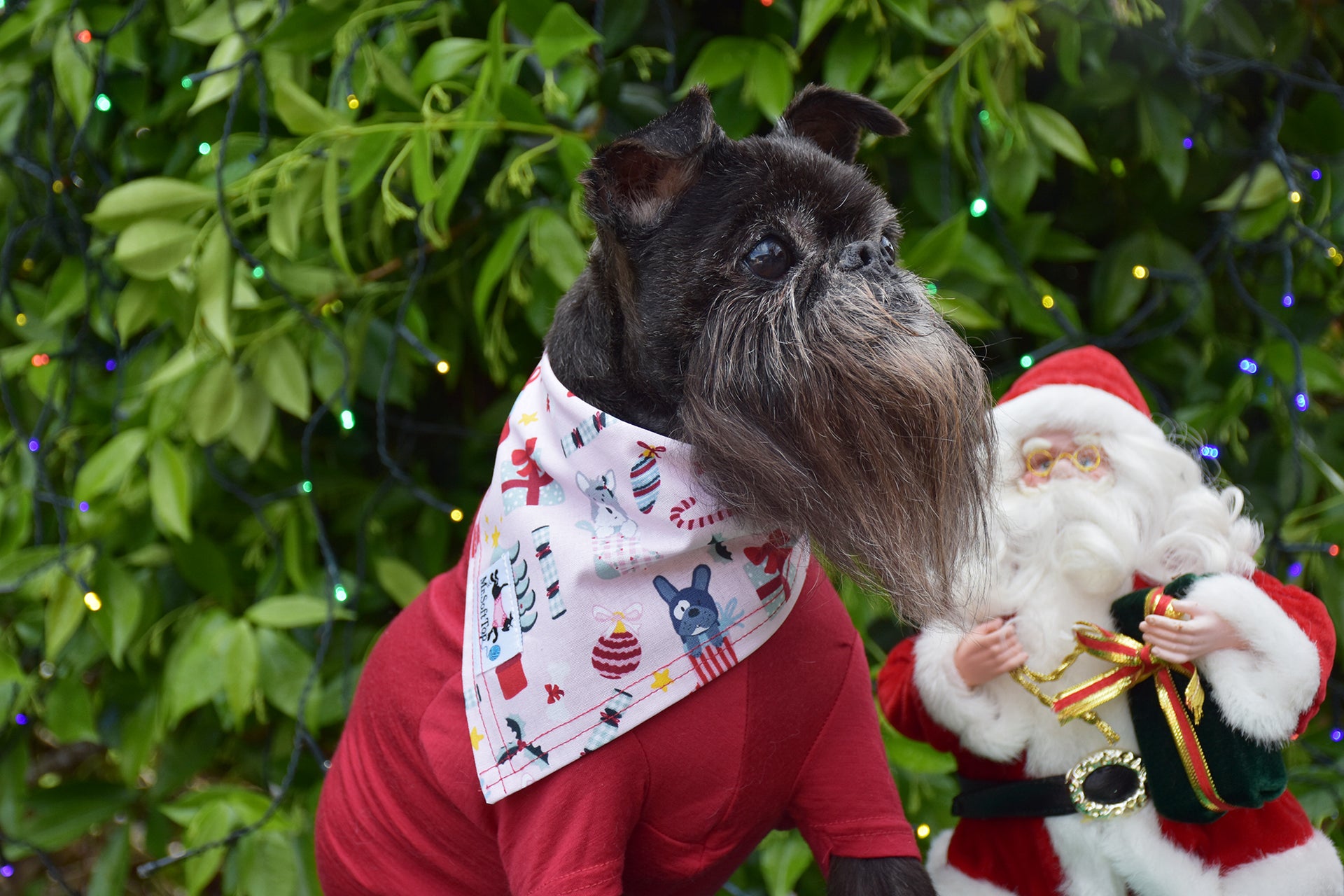 Mr Soft Top Designer Dogwear – Mr Soft Top Dogwear