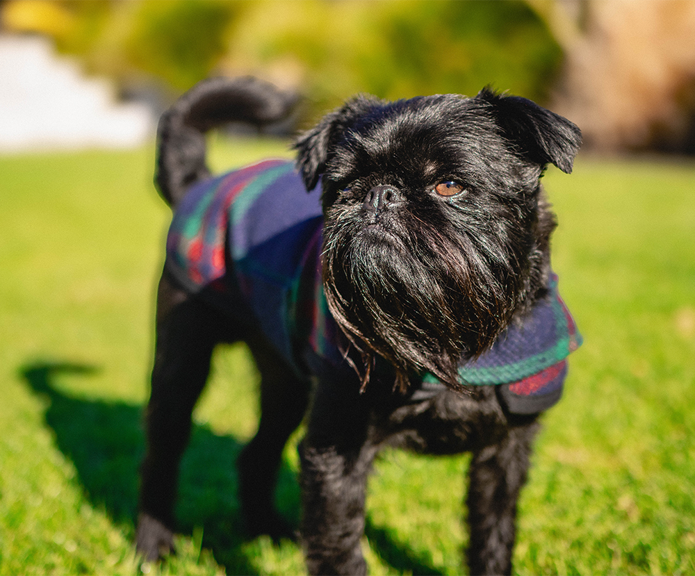 Navy Tartan Unlined Walking Dog Coat – Mr Soft Top Dogwear