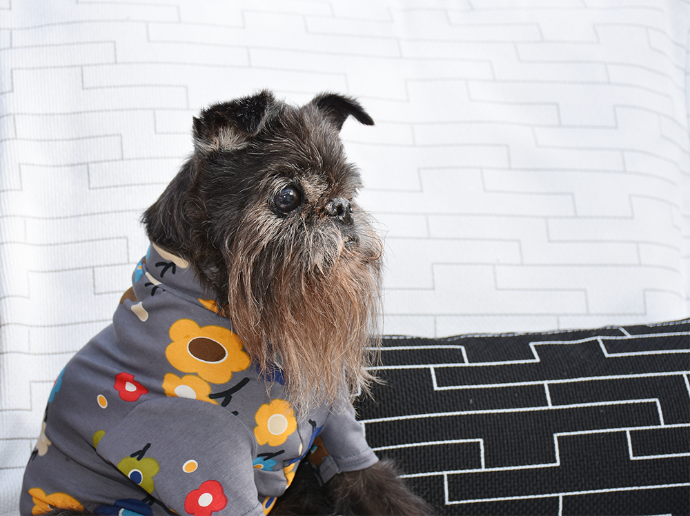 Mr Soft Top Designer Dogwear – Mr Soft Top Dogwear