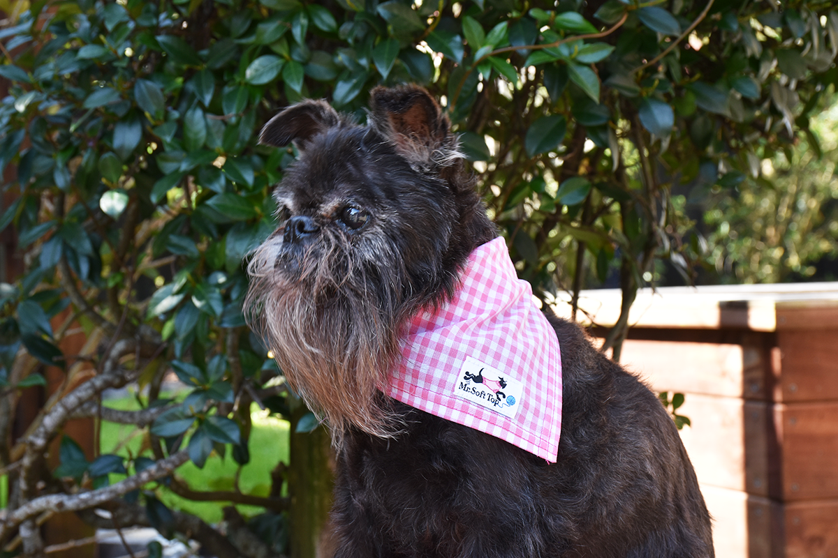 Mr Soft Top Designer Dogwear – Mr Soft Top Dogwear