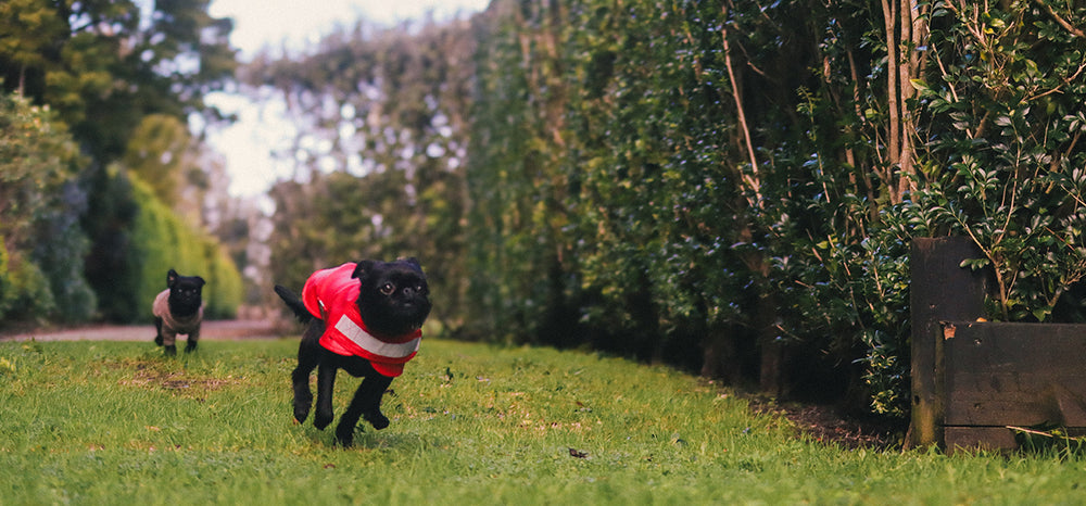 Mr Soft Top Designer Dogwear – Mr Soft Top Dogwear