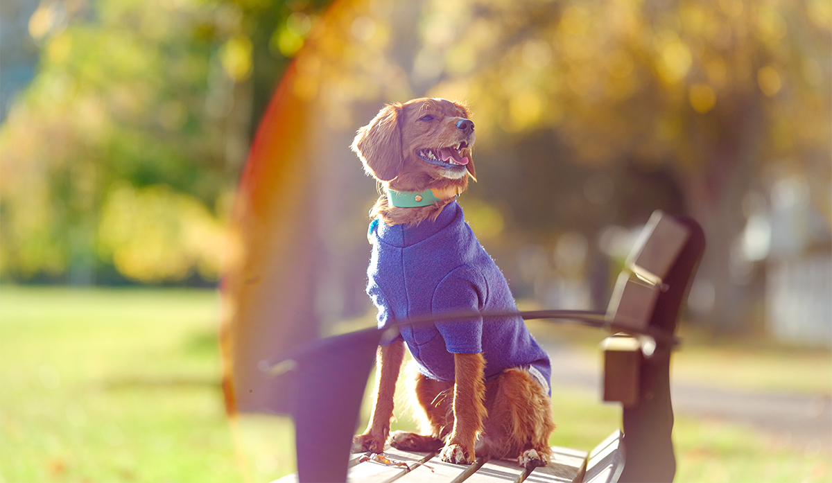 Mr Soft Top Designer Dogwear – Mr Soft Top Dogwear