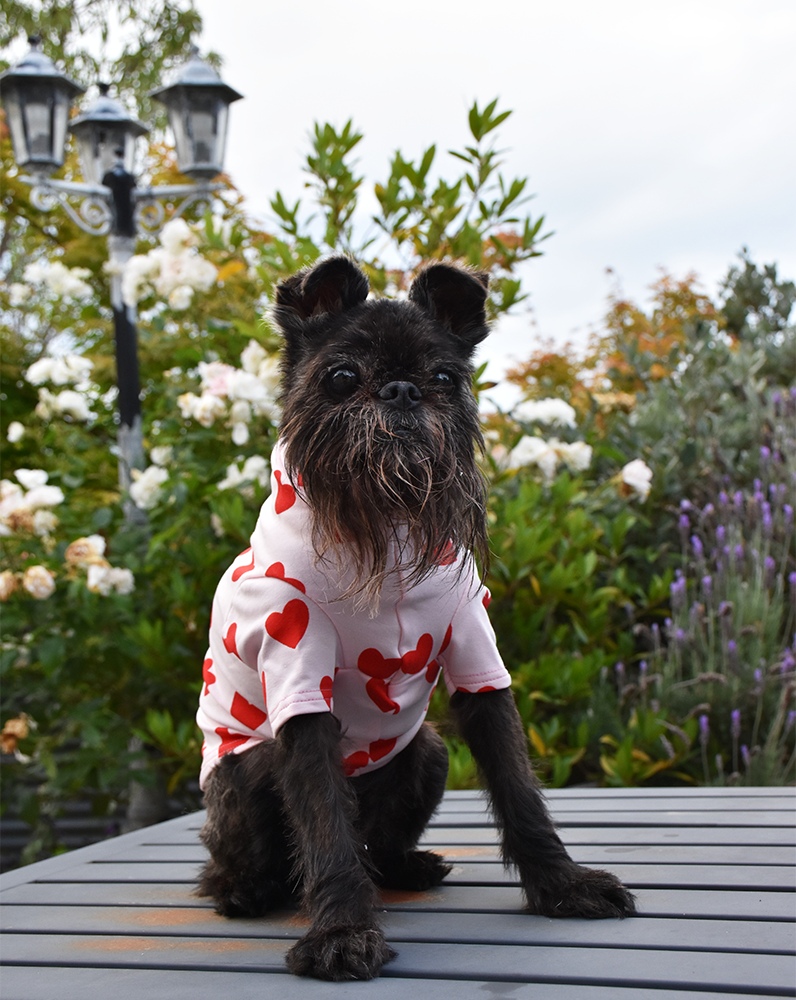 Gotta Love Me - Cotton Tee – Mr Soft Top Dogwear