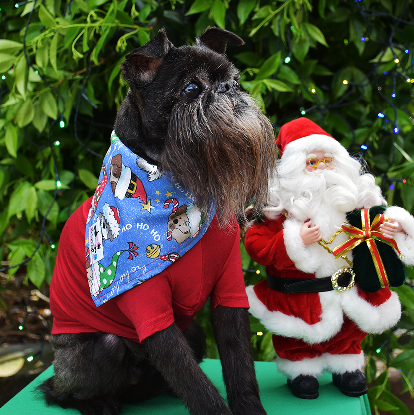 Mr Soft Top Designer Dogwear – Mr Soft Top Dogwear