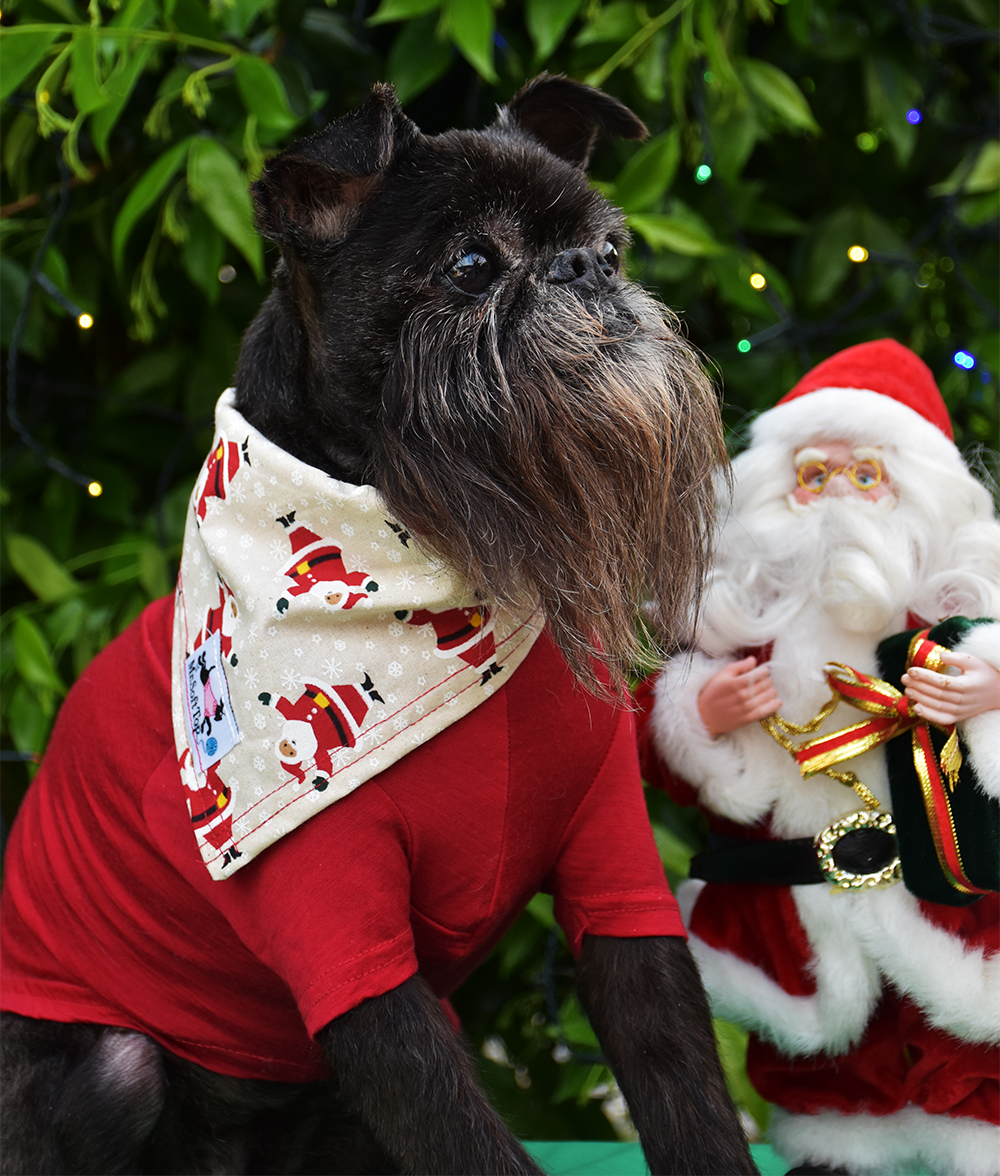 Mr Soft Top Designer Dogwear – Mr Soft Top Dogwear